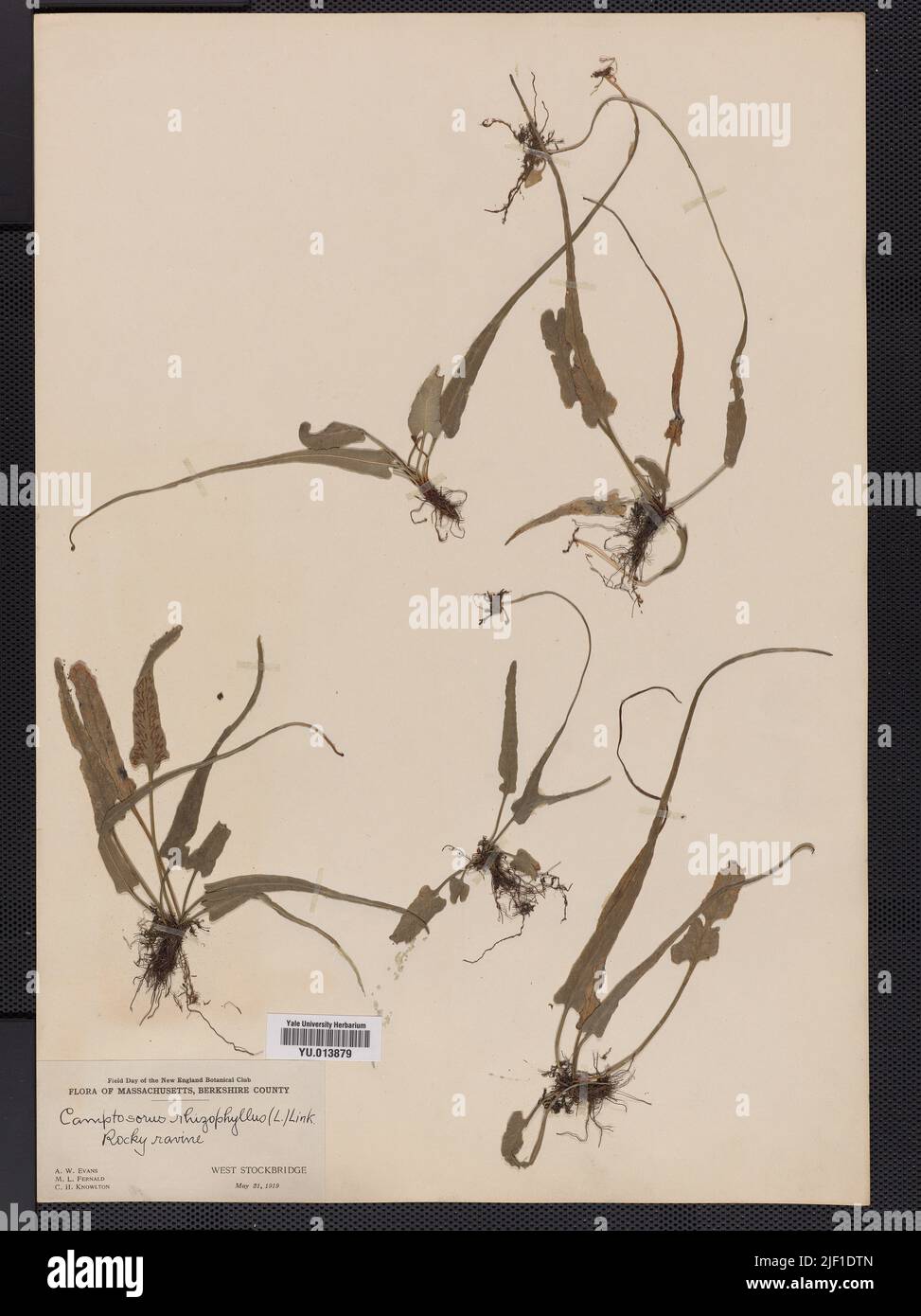 Foraminiferida fora hi-res stock photography and images - Alamy
