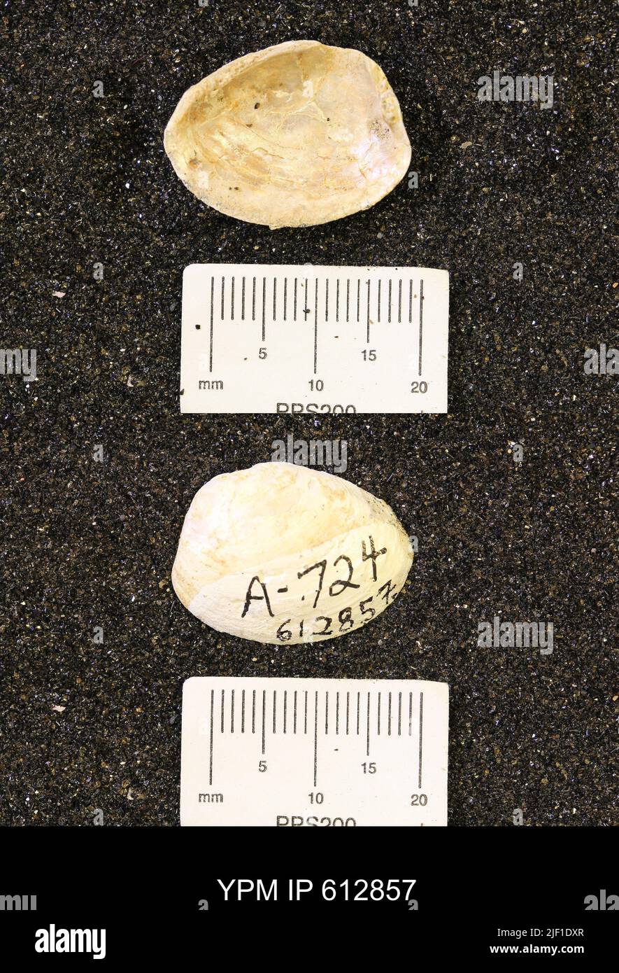 Nucula sp animalia hi-res stock photography and images - Alamy