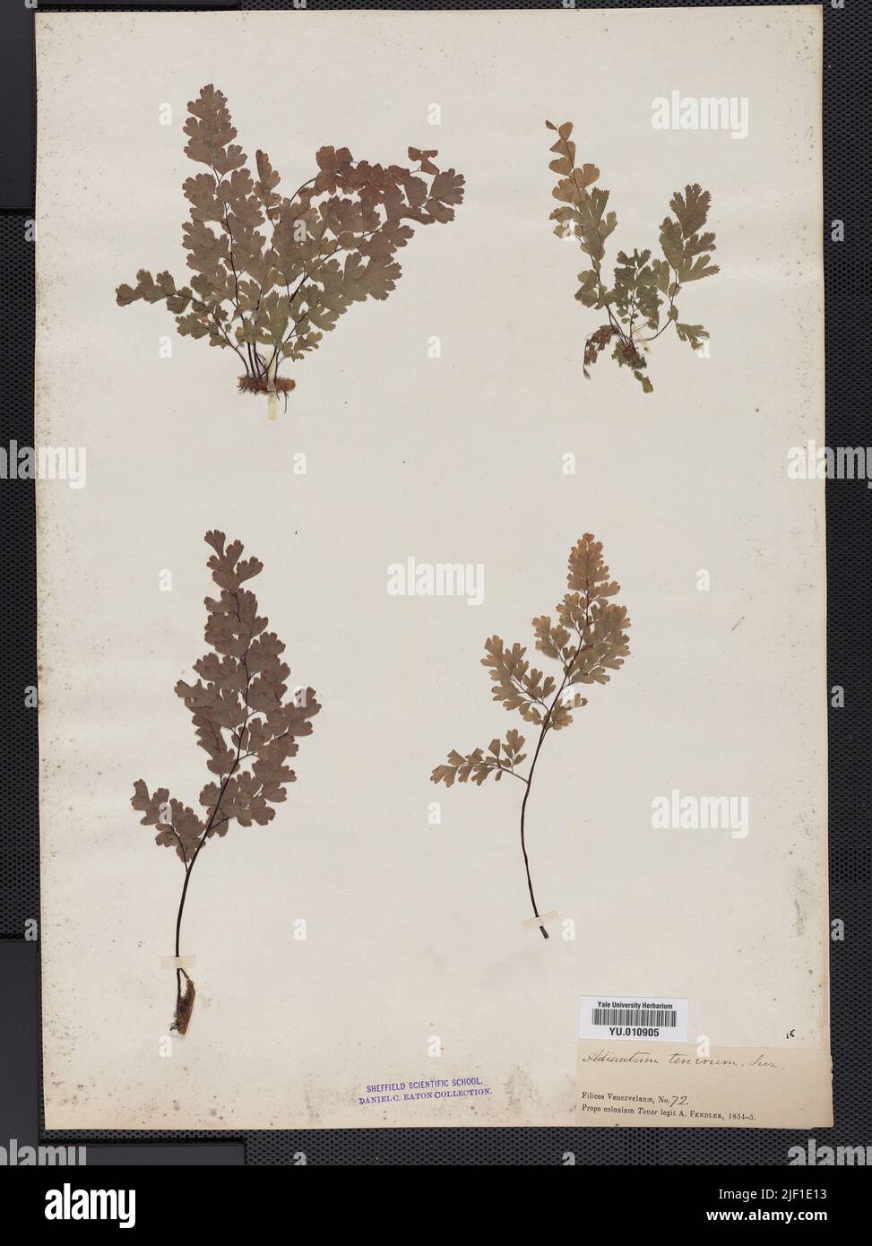 Neogloboquadrina incompta cifelli hi-res stock photography and images ...