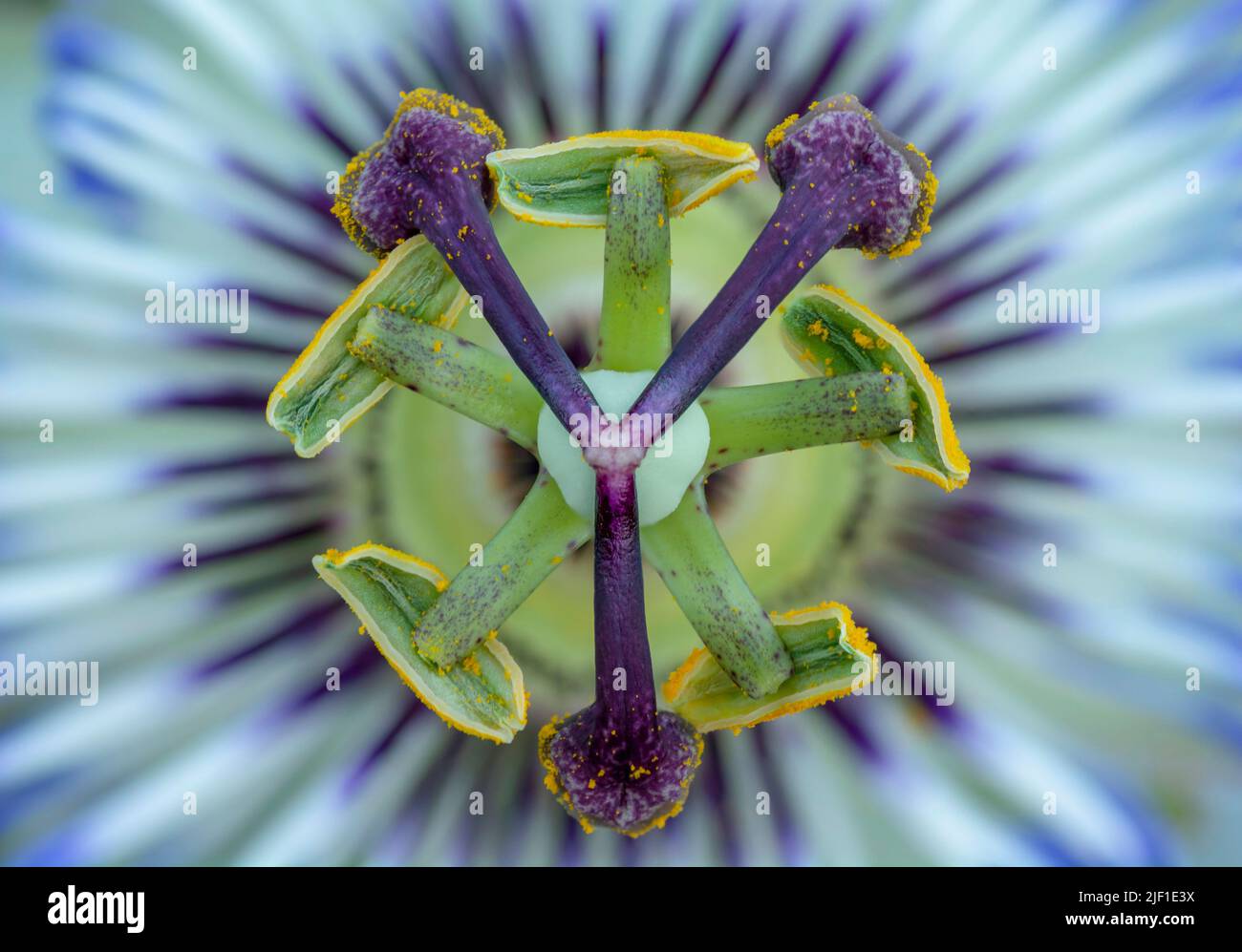 Flower stigma and anther hi-res stock photography and images - Alamy