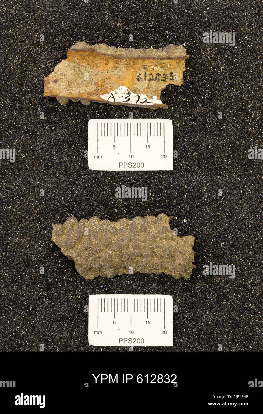 Ophiomorpha nodosa ichnofossil hi-res stock photography and images - Alamy