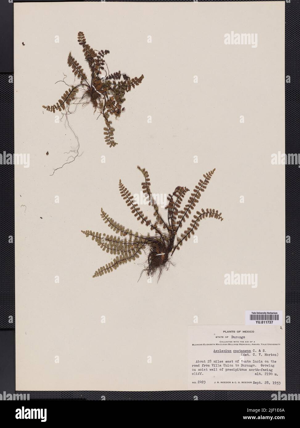 Neogloboquadrina incompta cifelli hi-res stock photography and images ...