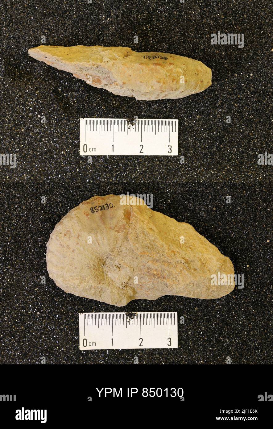Subclass ammonoidea hi-res stock photography and images - Alamy