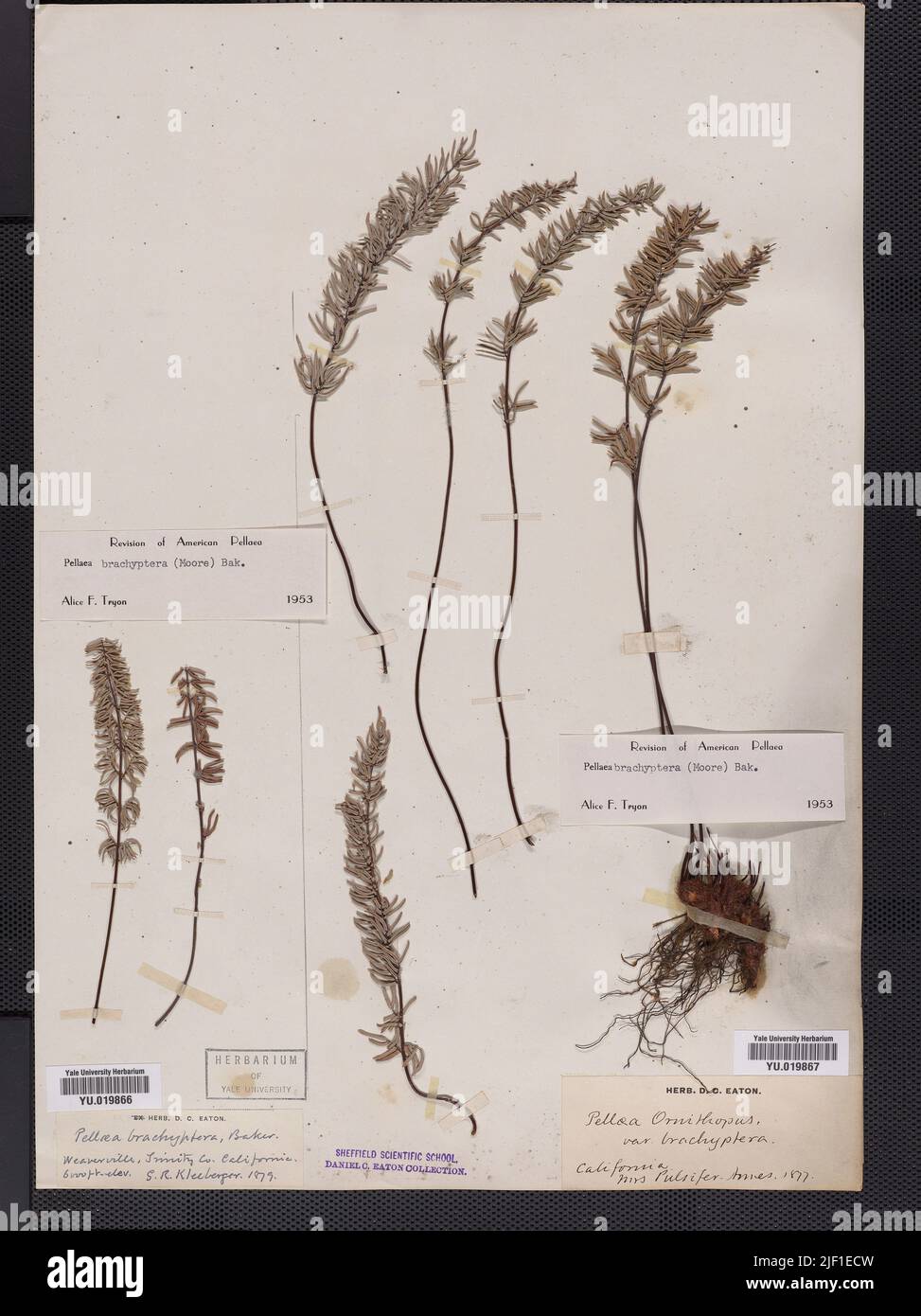 Globigerina bulloides d'Orbigny, 1826 Stock Photo - Alamy