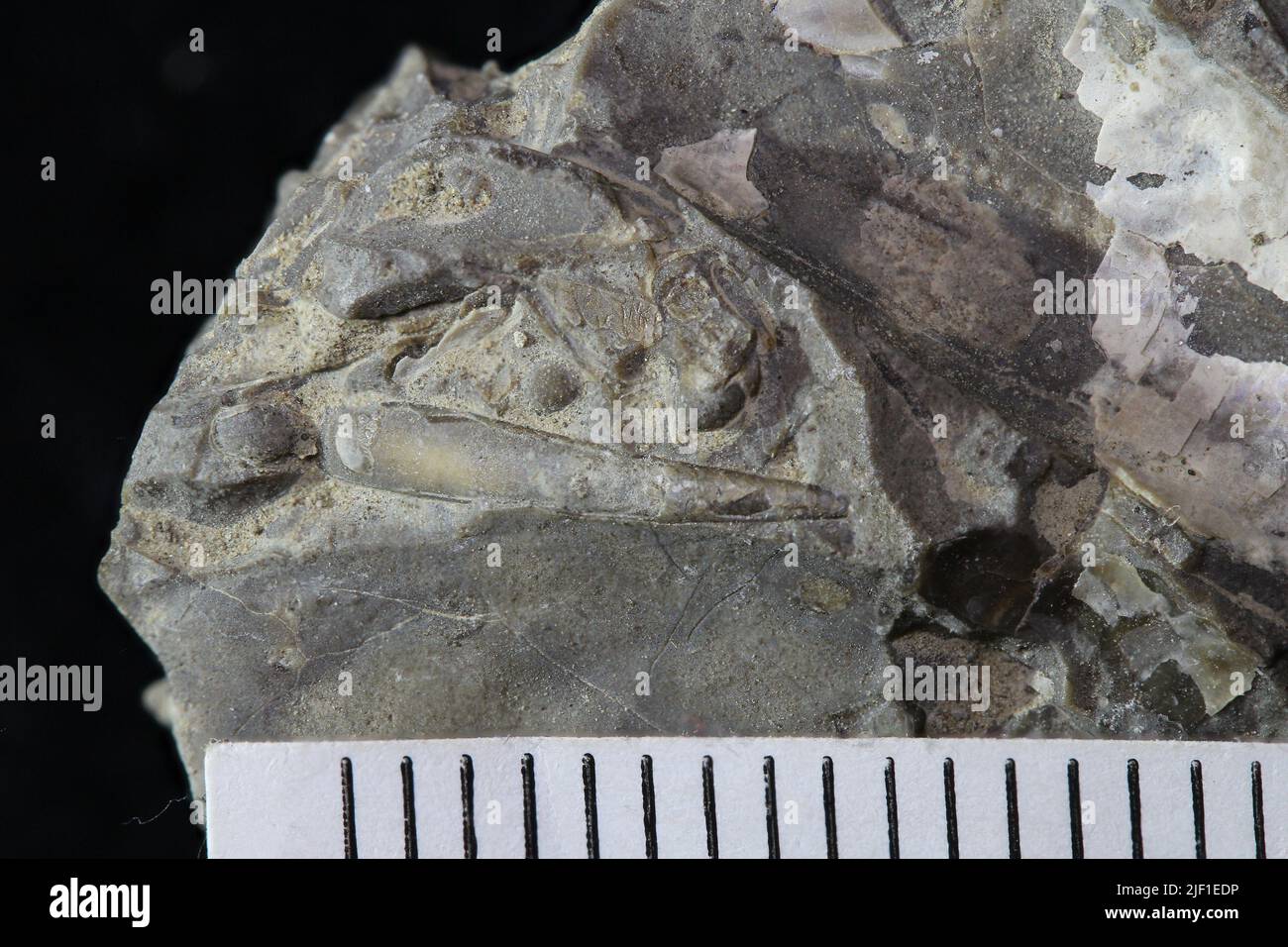 Scaphopoda hi-res stock photography and images - Alamy