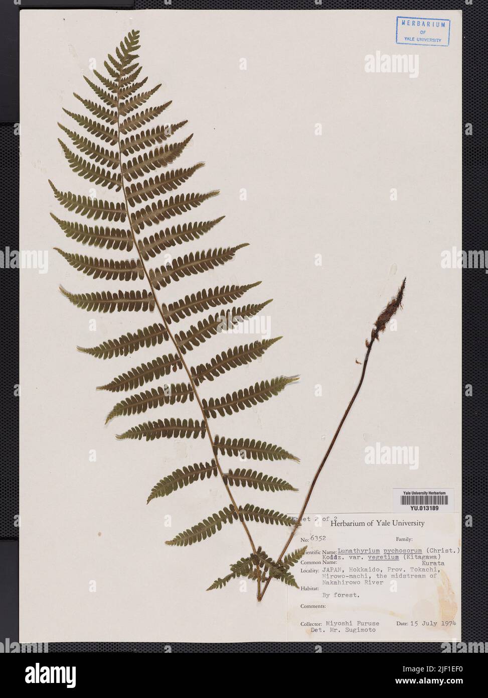 Globigerina protista hi-res stock photography and images - Alamy