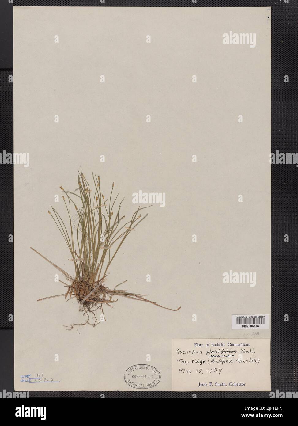 Neogloboquadrina incompta cifelli hi-res stock photography and images ...