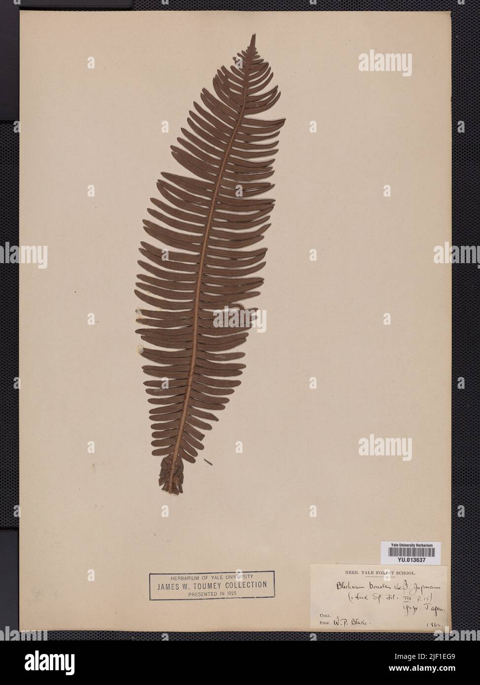 Foraminiferida fora hi-res stock photography and images - Alamy