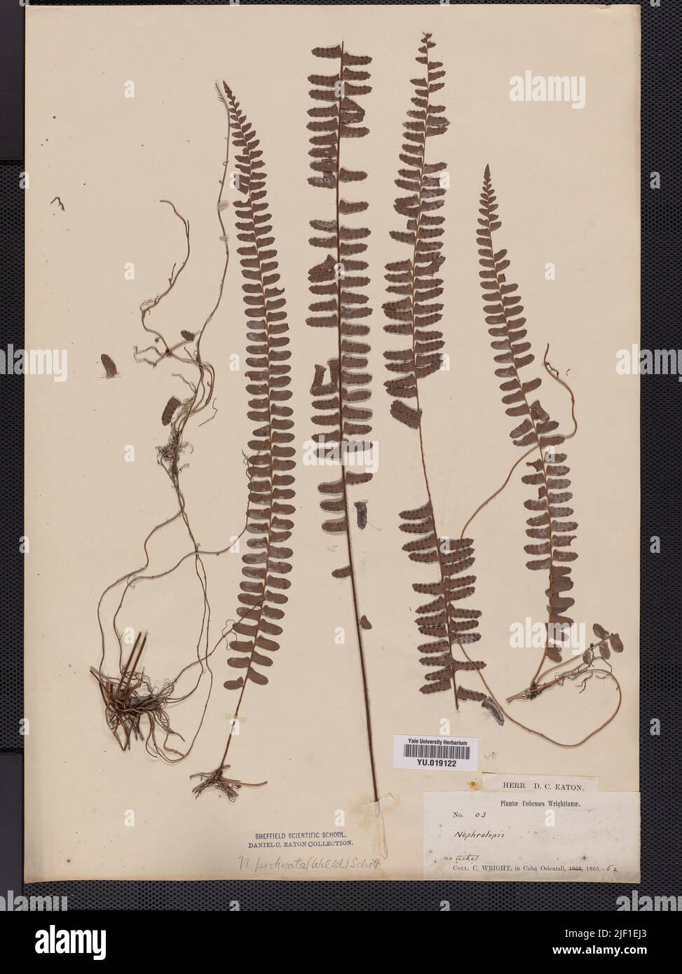 Pachyderma hi-res stock photography and images - Alamy