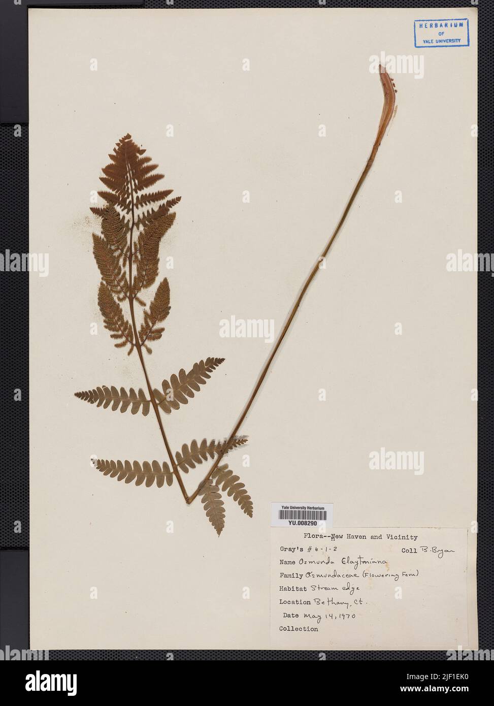 Neogloboquadrina incompta cifelli hi-res stock photography and images ...