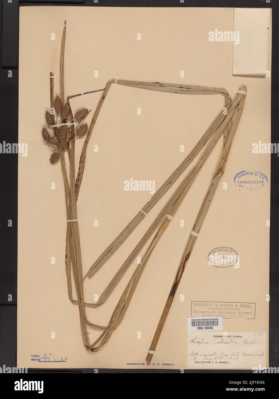 Neogloboquadrina incompta (Cifelli, 1961 Stock Photo - Alamy