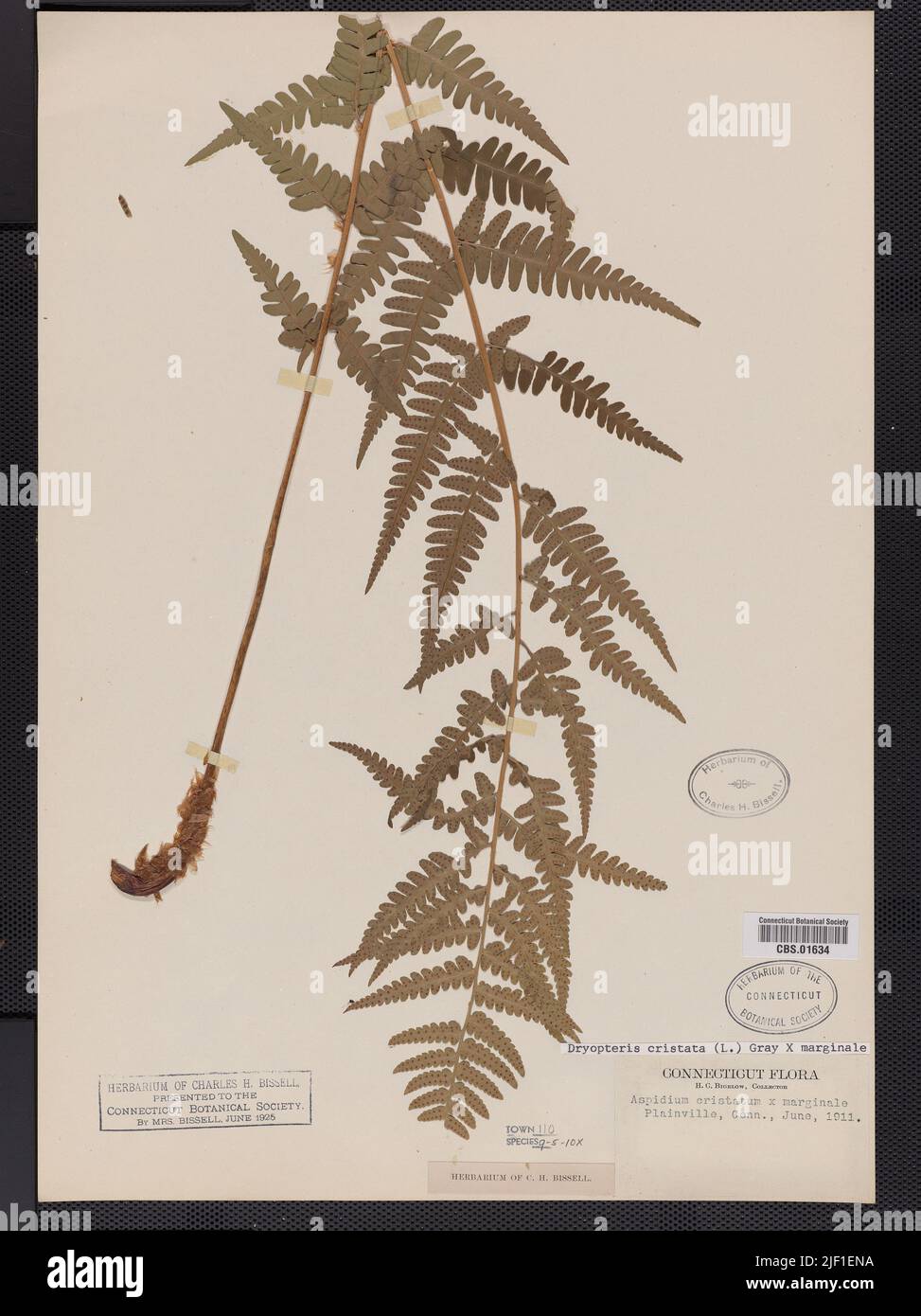 Foraminiferida fora hi-res stock photography and images - Alamy