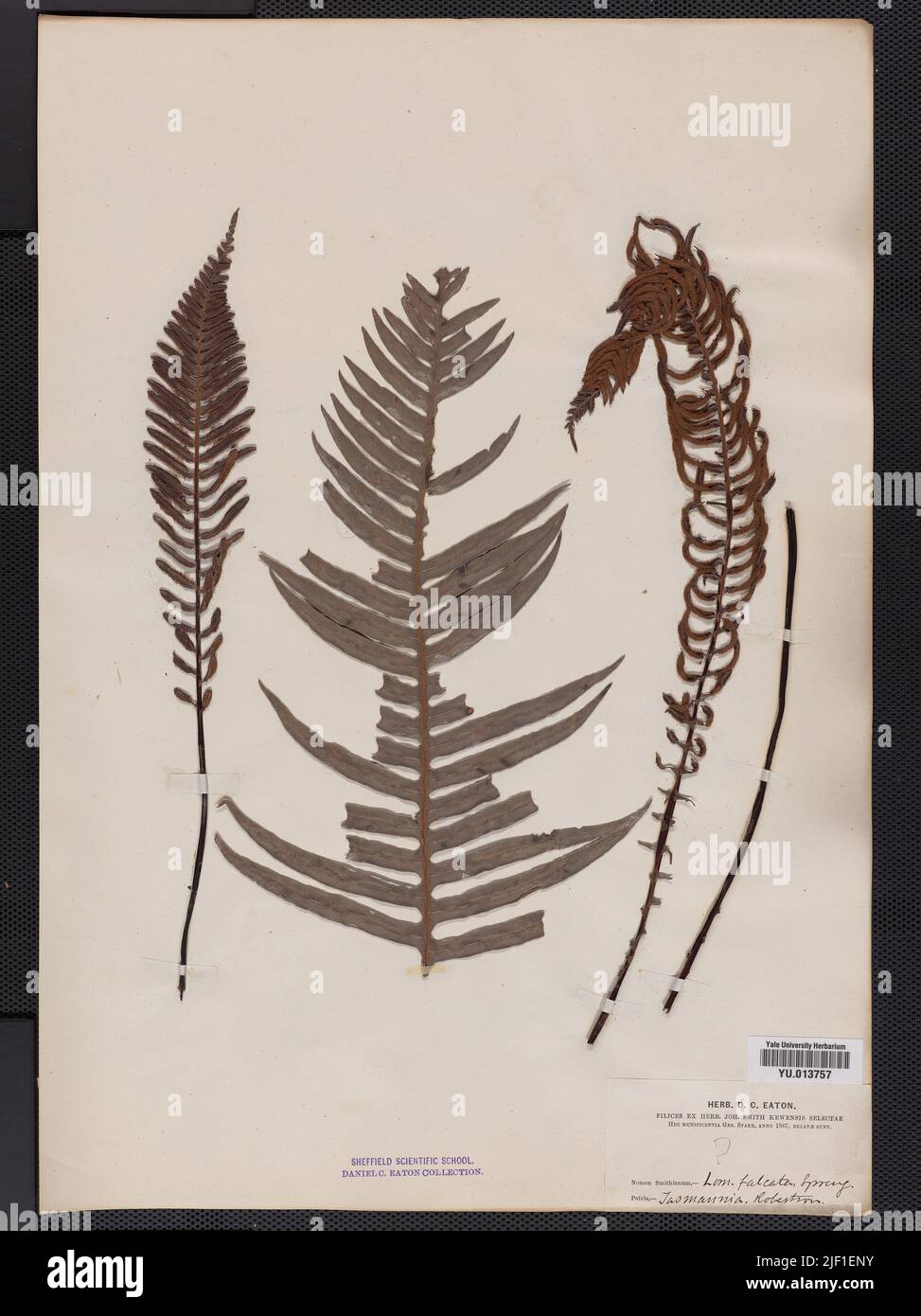 Neogloboquadrina pachyderma (Ehrenberg, 1861 Stock Photo - Alamy