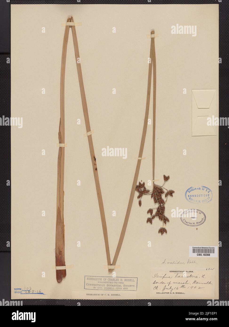 Neogloboquadrina incompta (Cifelli, 1961 Stock Photo - Alamy