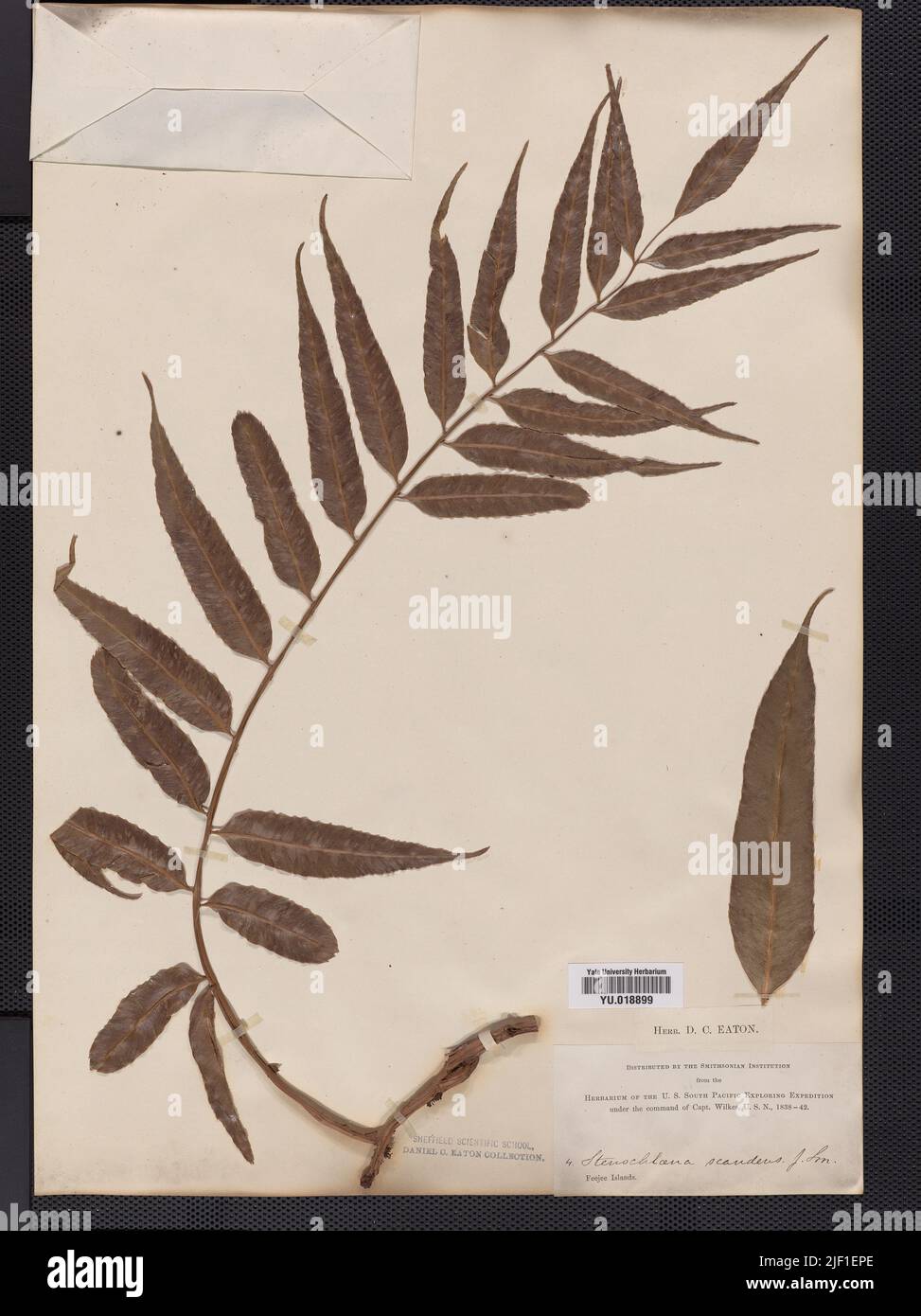 Neogloboquadrina pachyderma (Ehrenberg, 1861 Stock Photo - Alamy