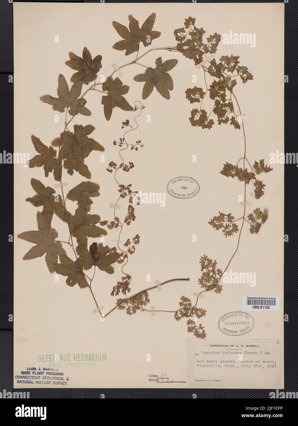 Neogloboquadrina incompta (Cifelli, 1961 Stock Photo - Alamy