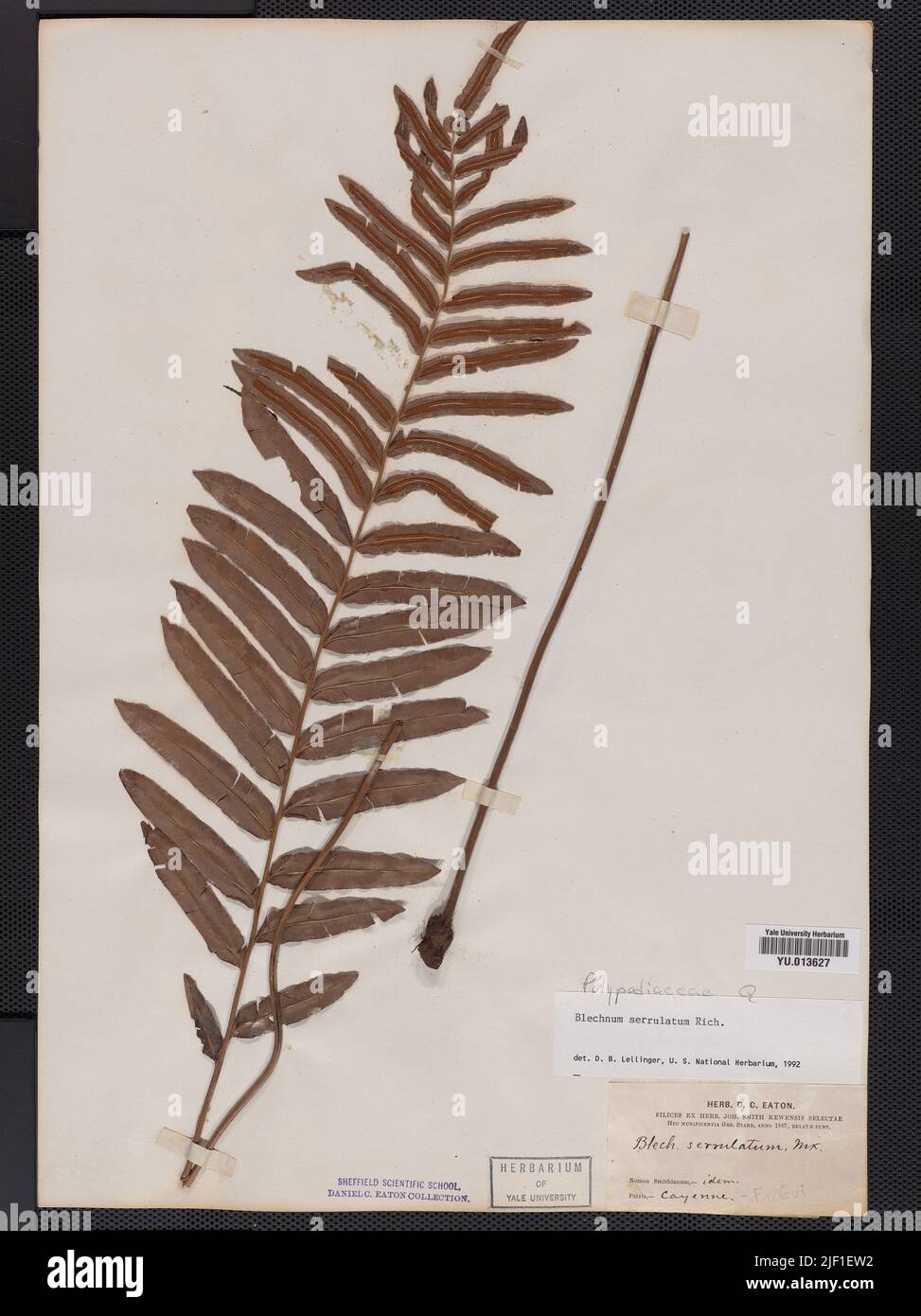 Rhizopo hi-res stock photography and images - Alamy
