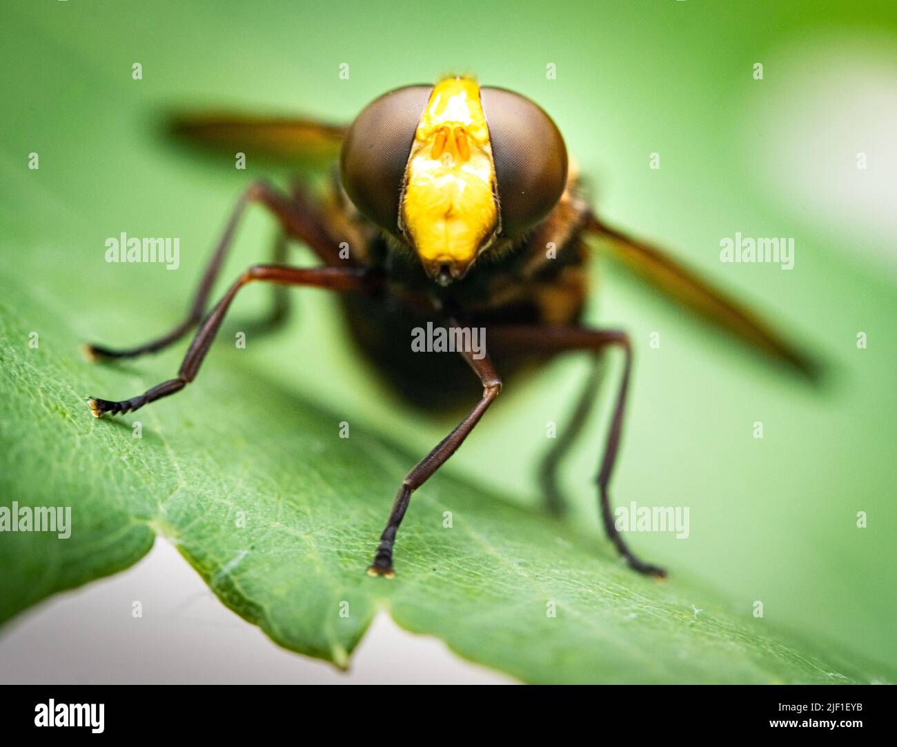 Fastest flying insects hi-res stock photography and images - Alamy