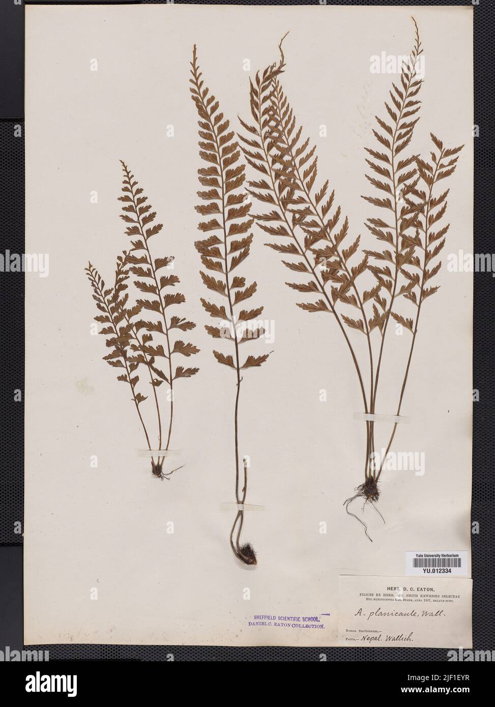 Neogloboquadrina incompta cifelli hi-res stock photography and images ...