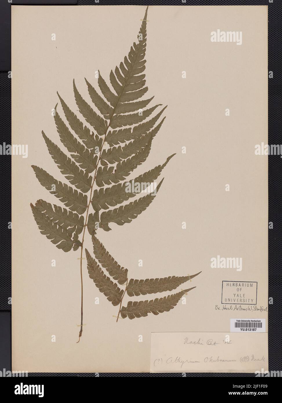 Neogloboquadrina incompta (Cifelli, 1961 Stock Photo - Alamy