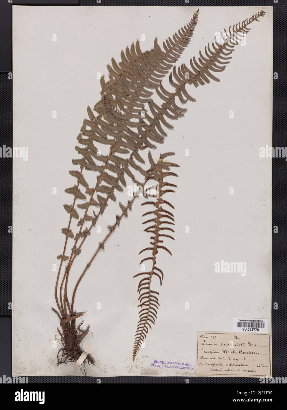 Pachyderma hi-res stock photography and images - Alamy