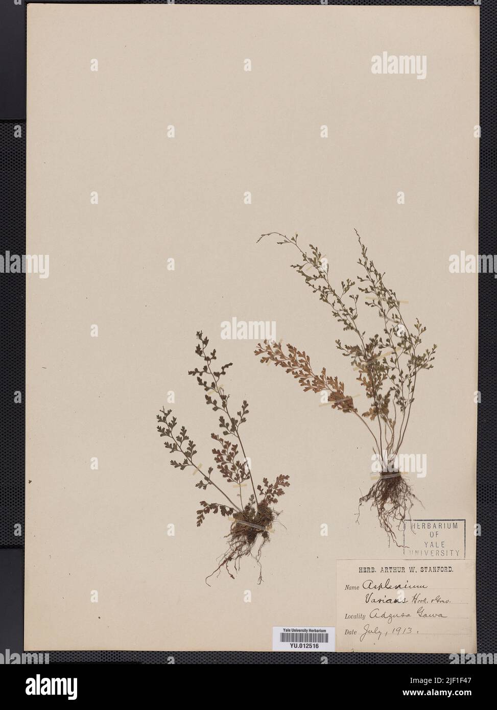 Neogloboquadrina incompta (Cifelli, 1961 Stock Photo - Alamy