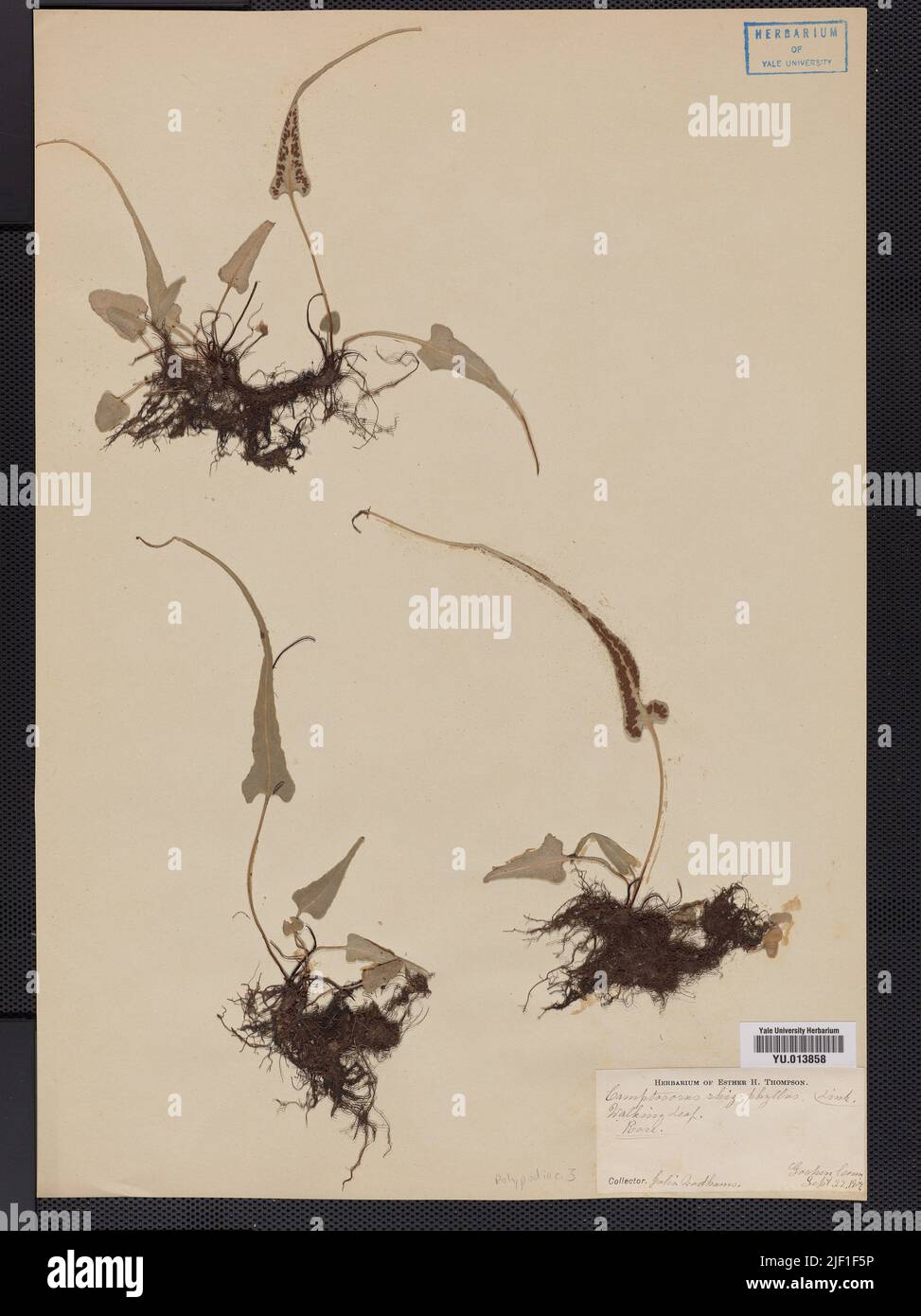 Pachyderma hi-res stock photography and images - Alamy