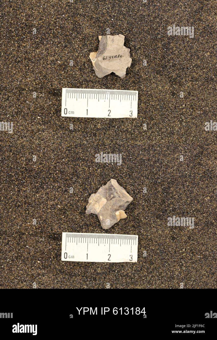 Baculites sp animalia hi-res stock photography and images - Alamy