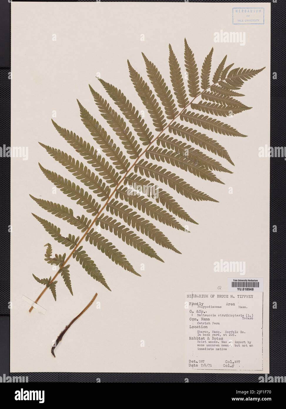 Foraminiferida fora hi-res stock photography and images - Alamy