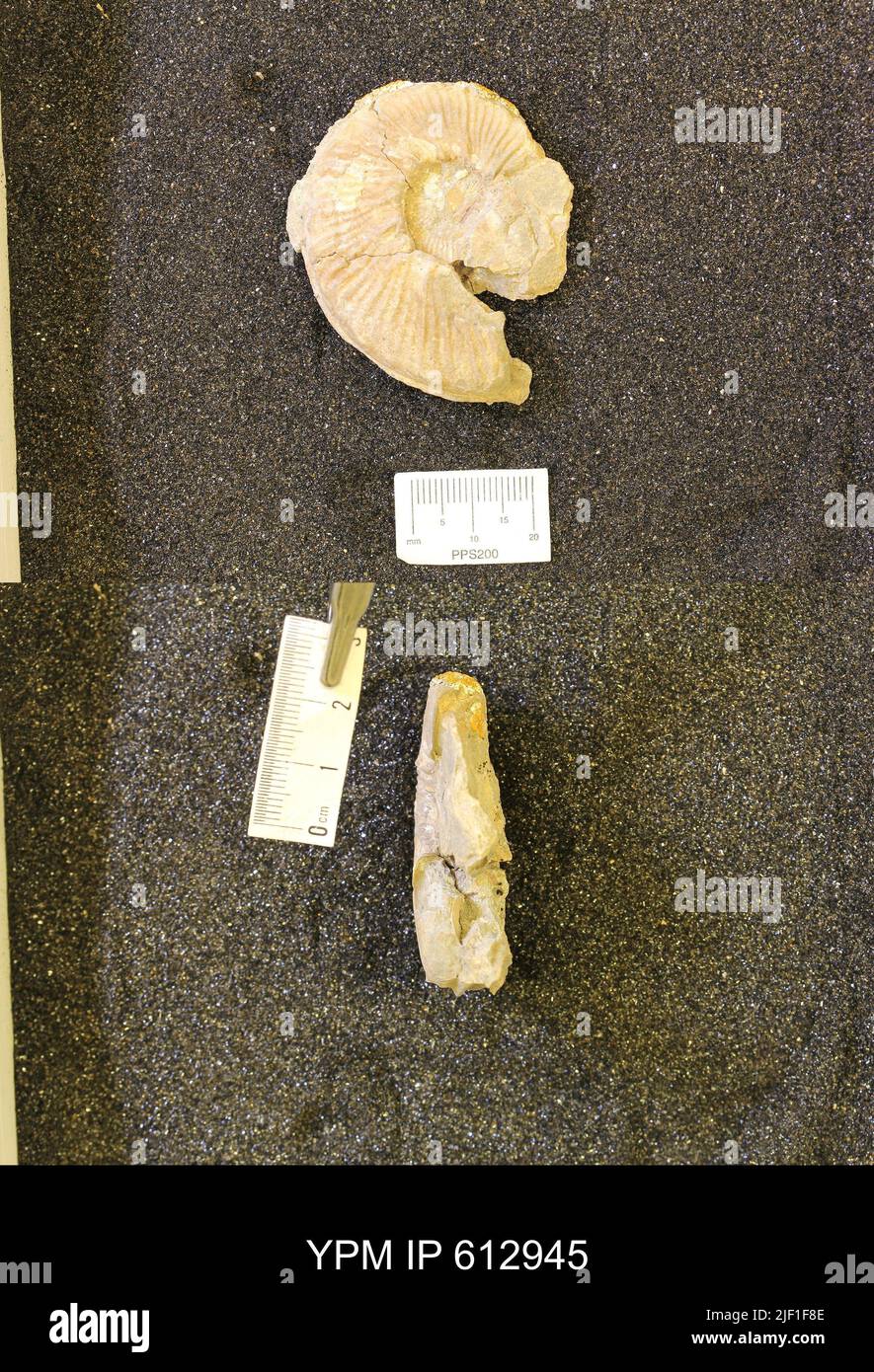 Ammonitina hi-res stock photography and images - Alamy