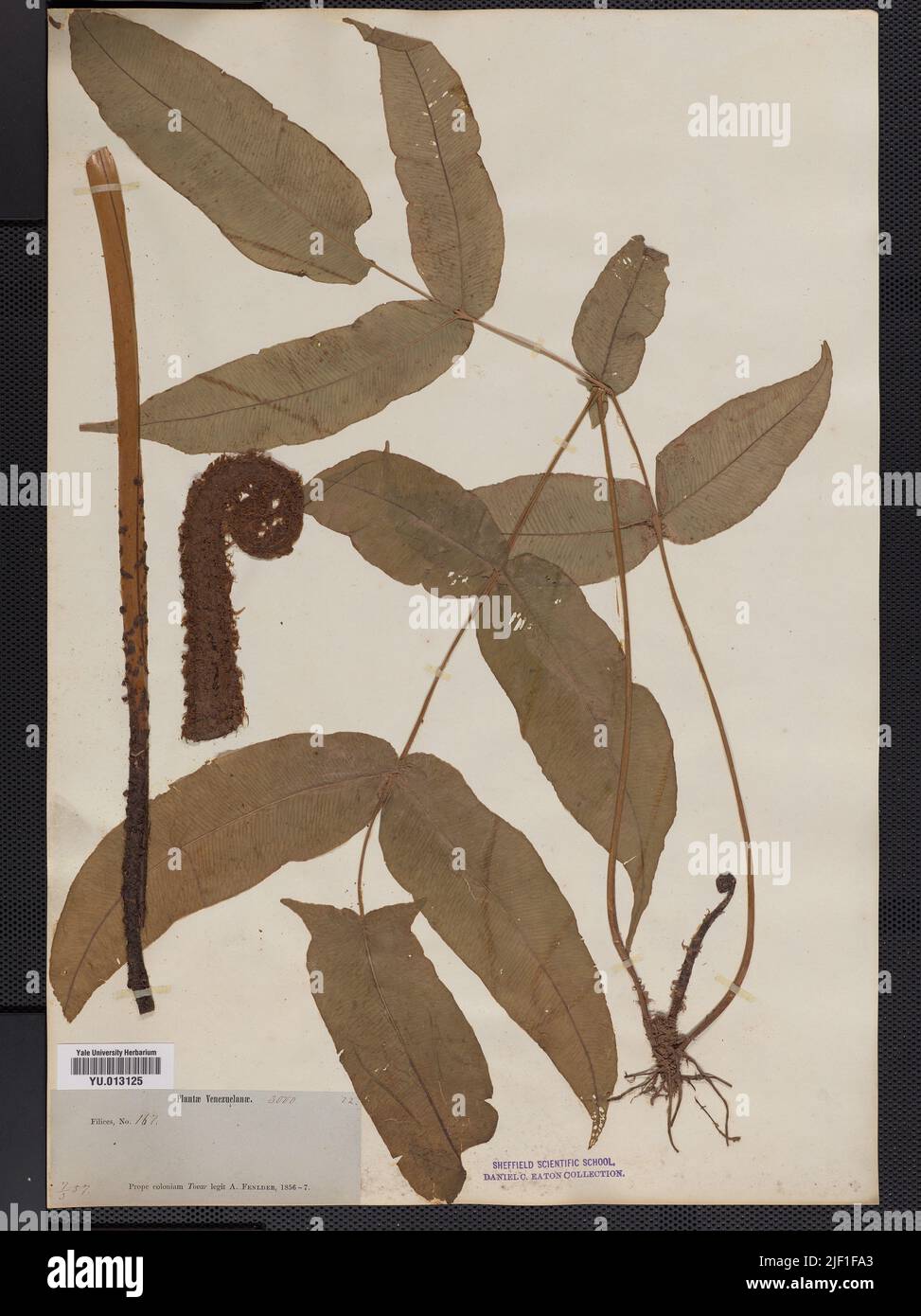 Neogloboquadrina incompta (Cifelli, 1961 Stock Photo - Alamy