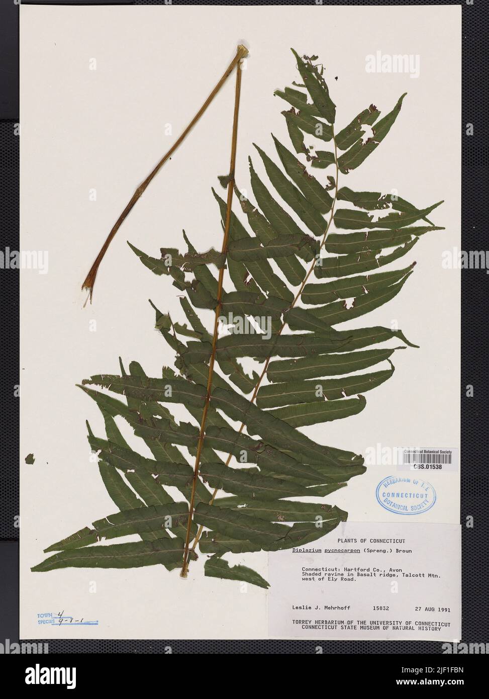 Foraminiferida hi-res stock photography and images - Alamy