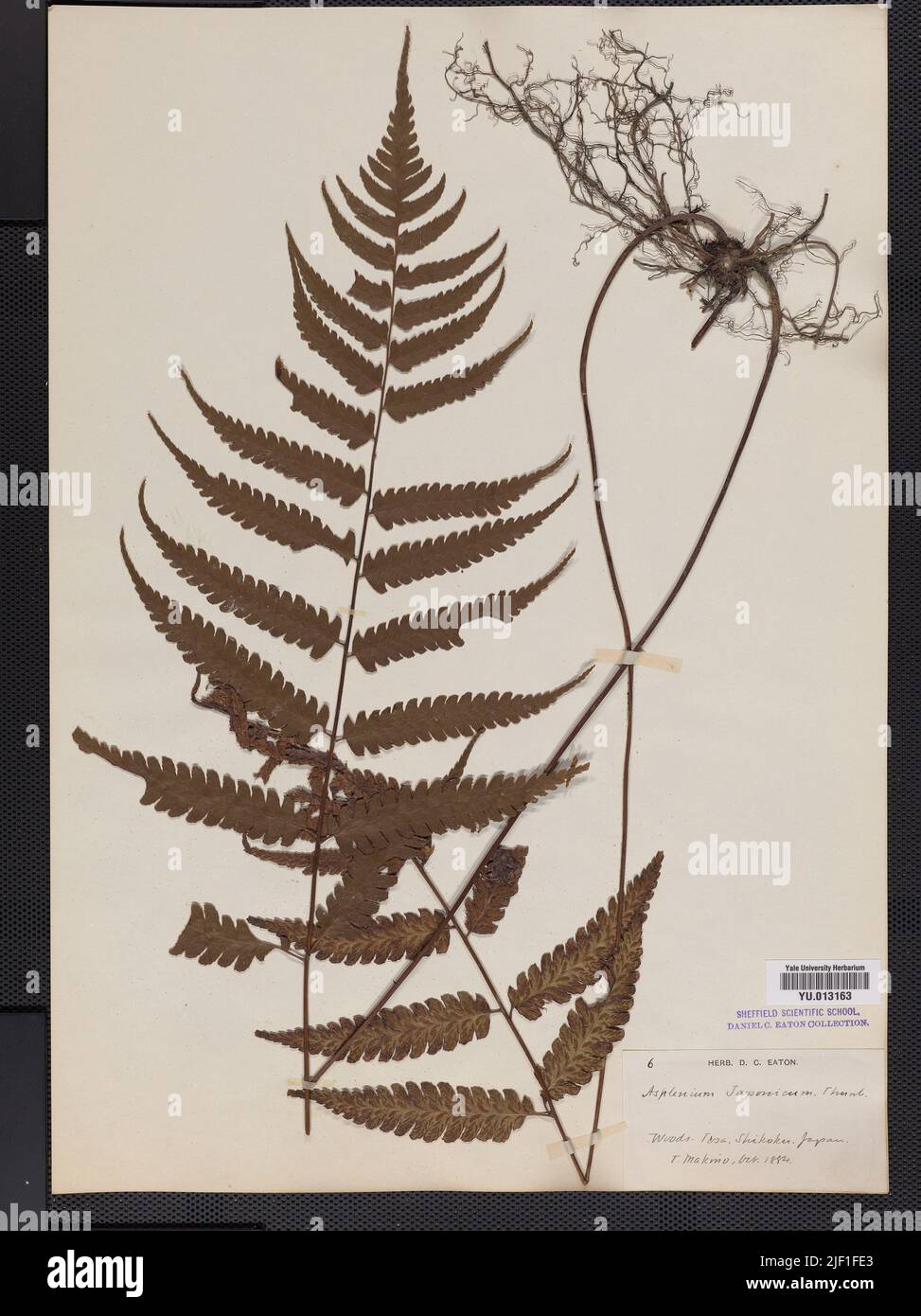 Neogloboquadrina incompta cifelli hi-res stock photography and images ...