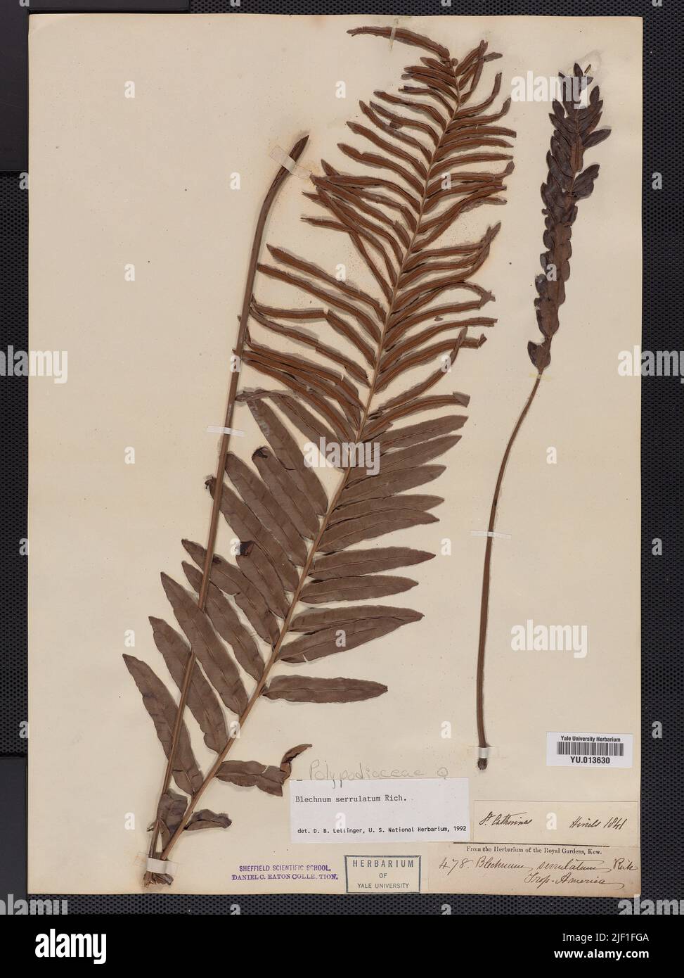 Rhizopo hi-res stock photography and images - Alamy