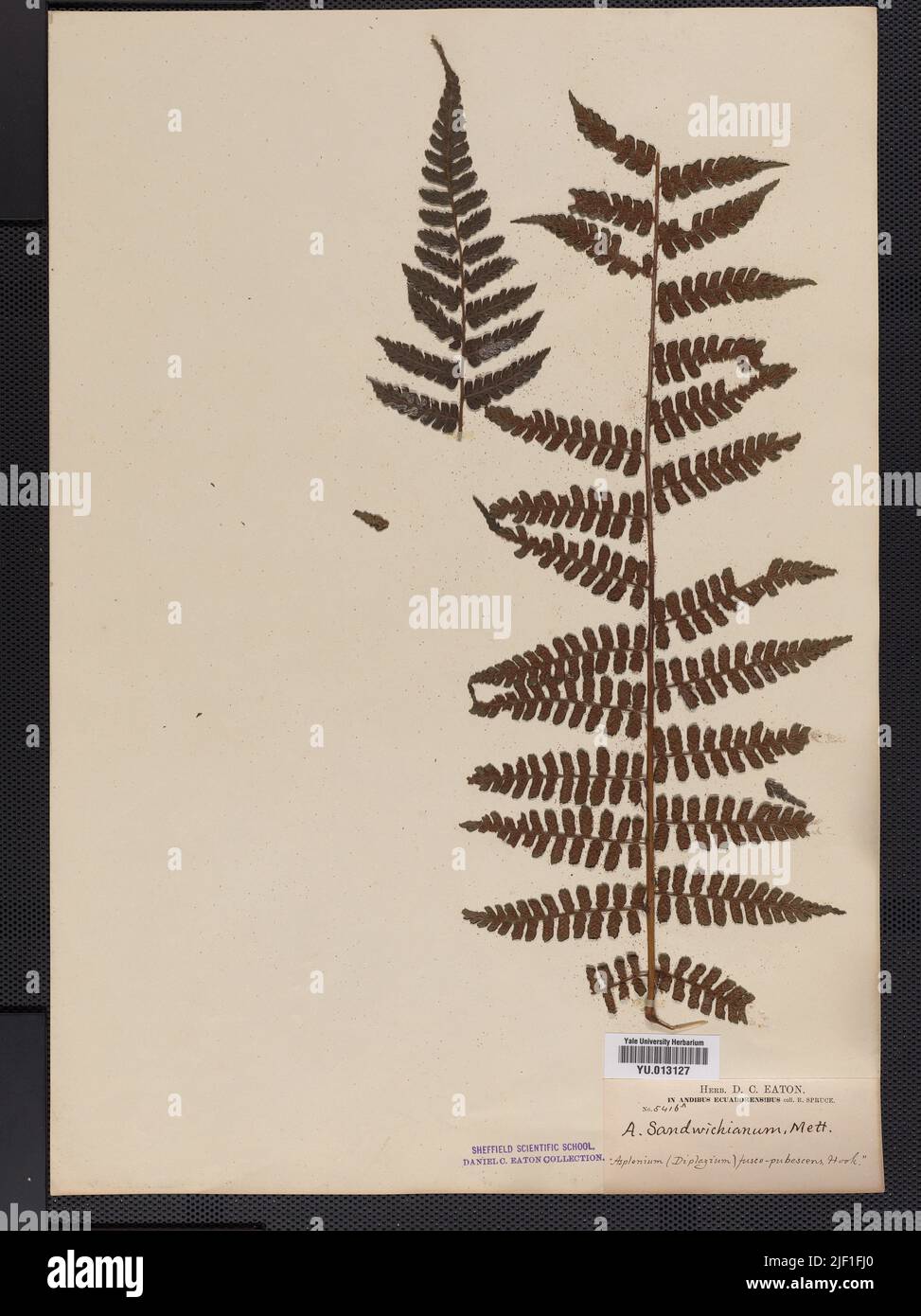 Globigerina bulloides hi-res stock photography and images - Alamy