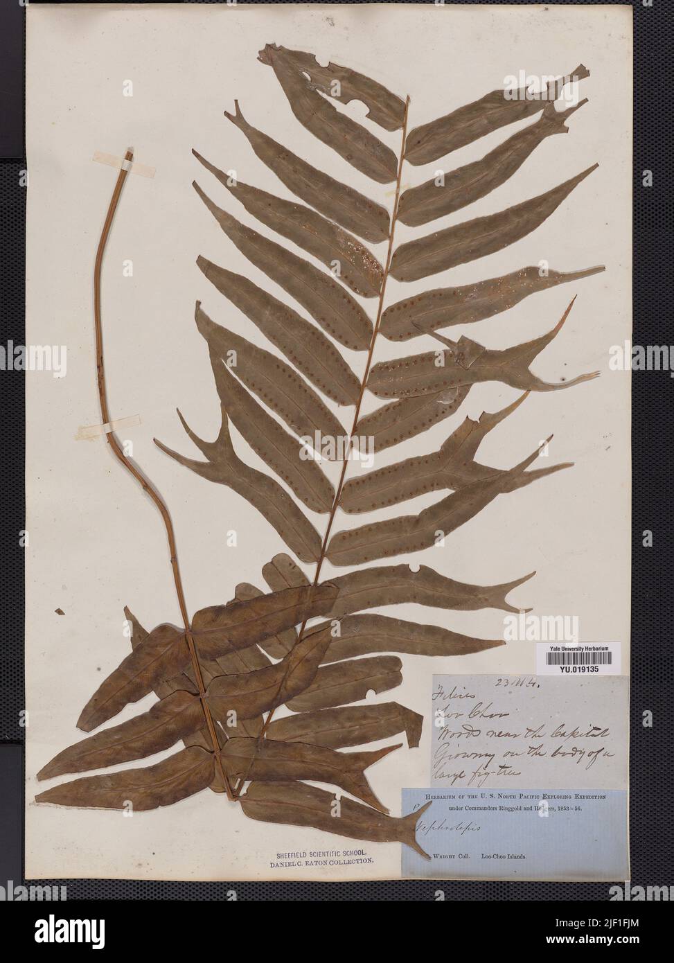 Neogloboquadrina incompta cifelli hi-res stock photography and images ...