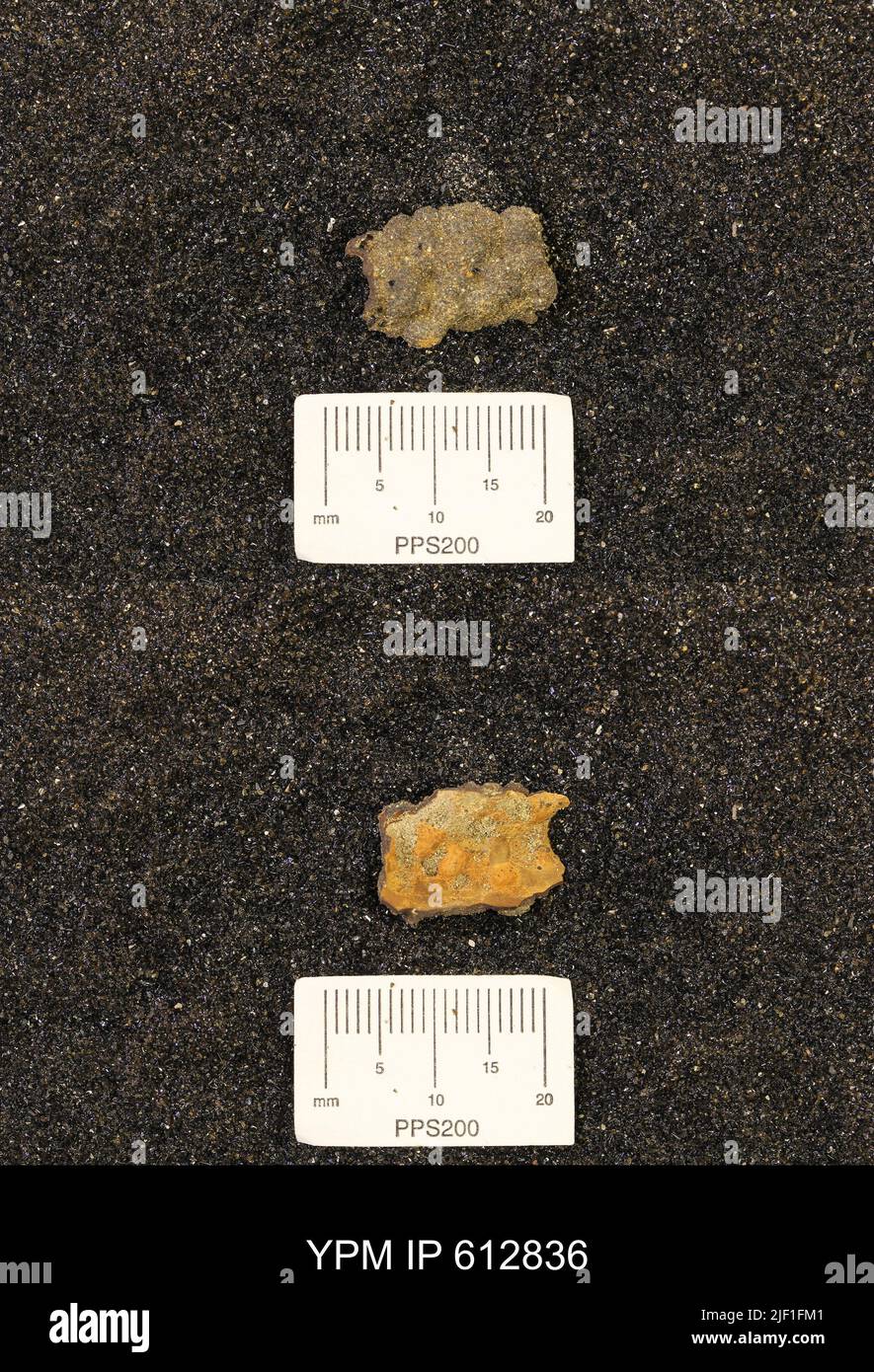 Ophiomorpha nodosa ichnofossil hi-res stock photography and images - Alamy