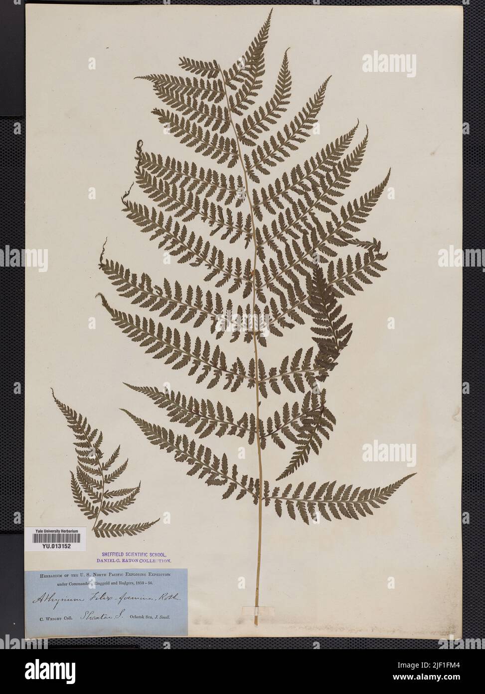 Neogloboquadrina incompta (Cifelli, 1961 Stock Photo - Alamy