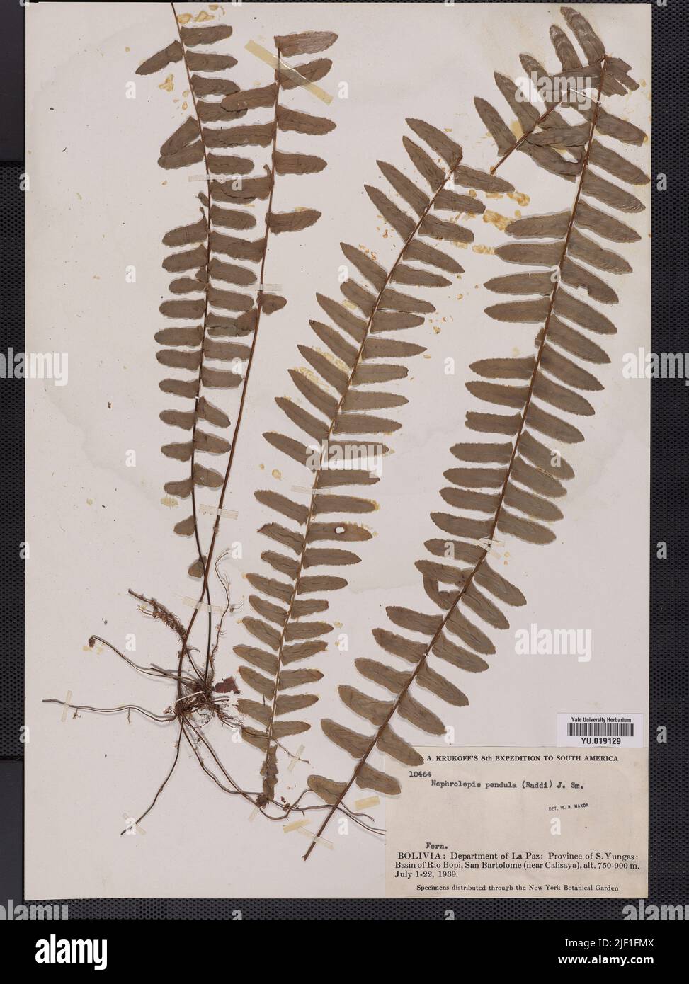 Foraminiferida fora hi-res stock photography and images - Alamy