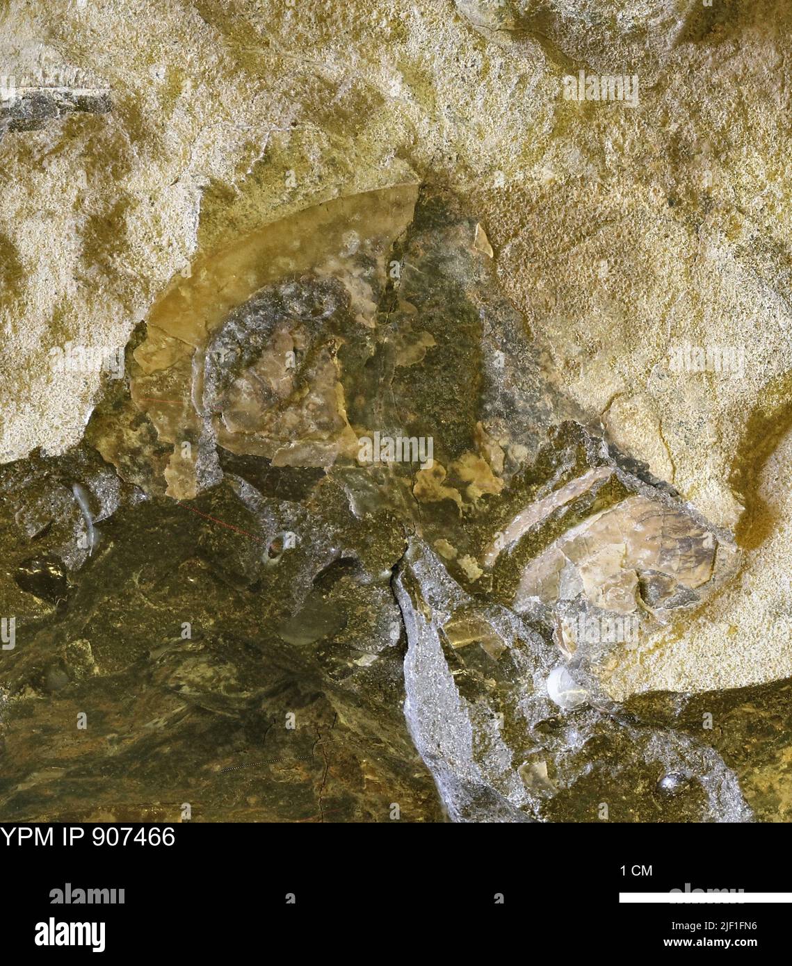 Sphenodiscus sp hi-res stock photography and images - Alamy