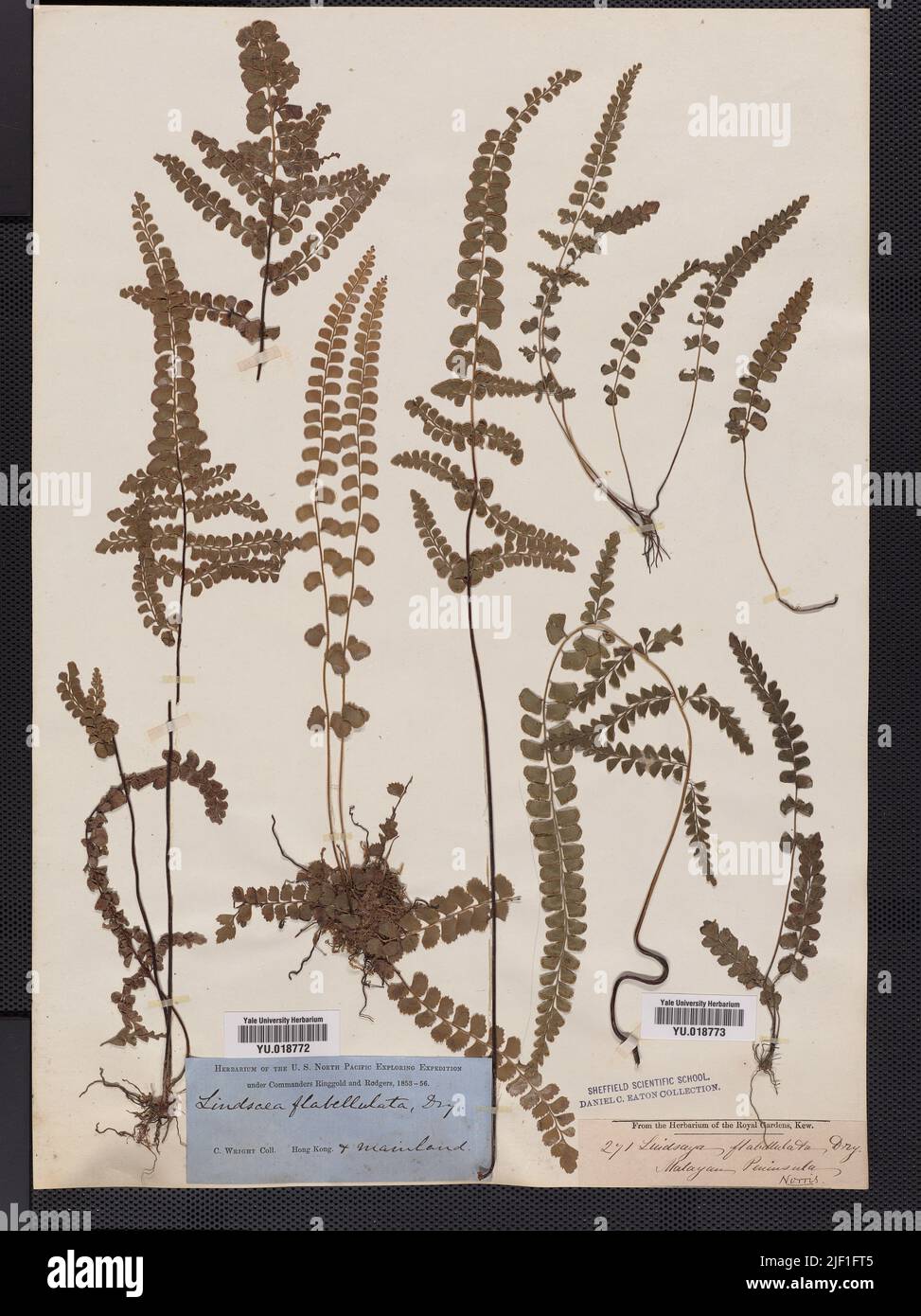 1861 protista hi-res stock photography and images - Alamy