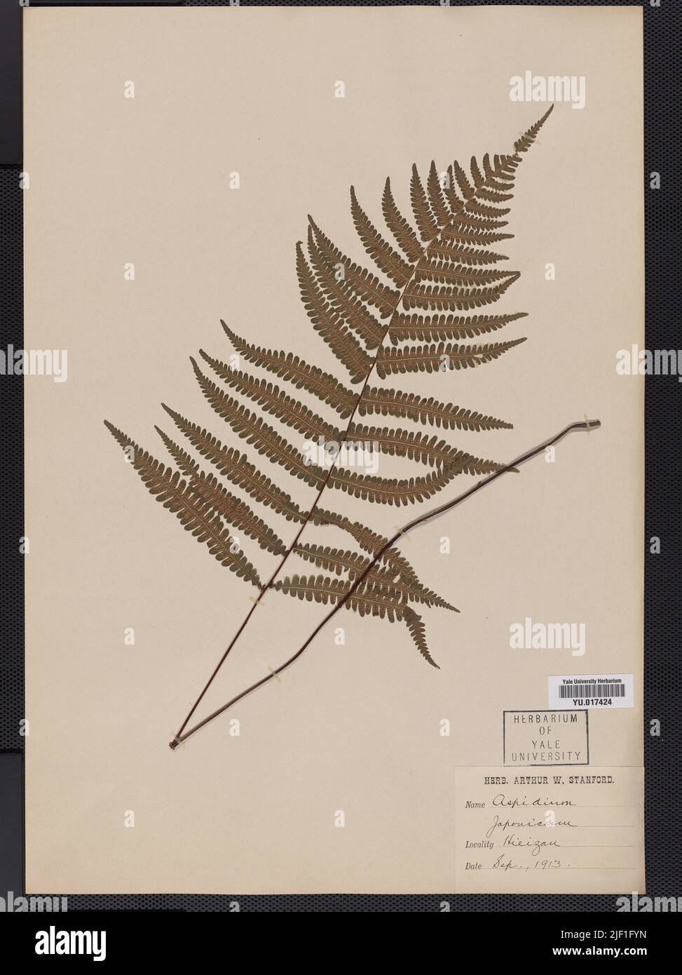 Neogloboquadrina pachyderma (Ehrenberg, 1861 Stock Photo - Alamy