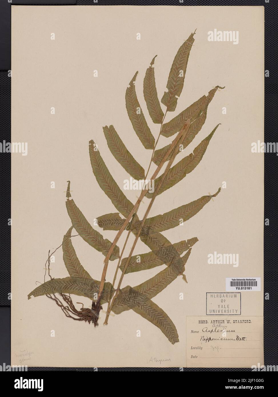 Neogloboquadrina incompta cifelli hi-res stock photography and images ...