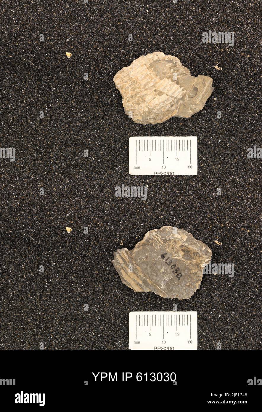 Clioscaphites vermiformis Meek & Hayden, 1862 Stock Photo - Alamy