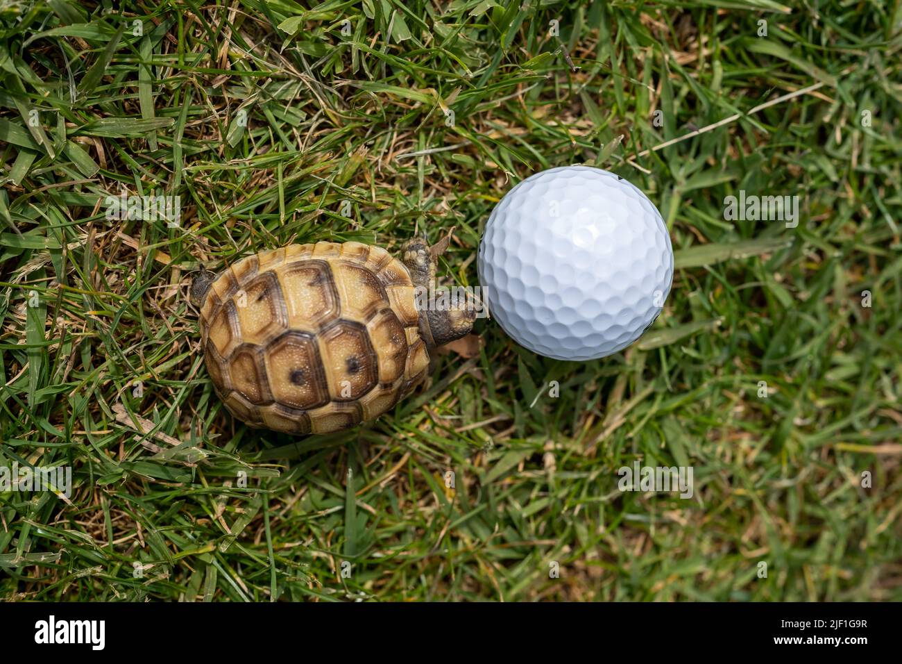 top view of a baby turtle surrounding a golf ball Stock Photo - Alamy