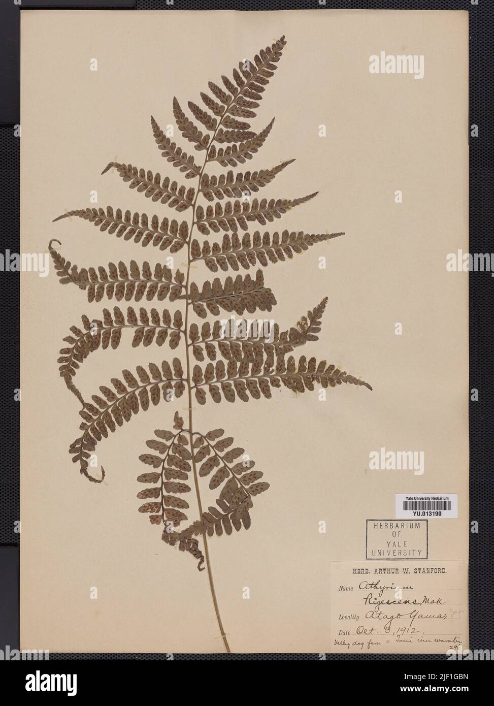 Cifelli hi-res stock photography and images - Alamy
