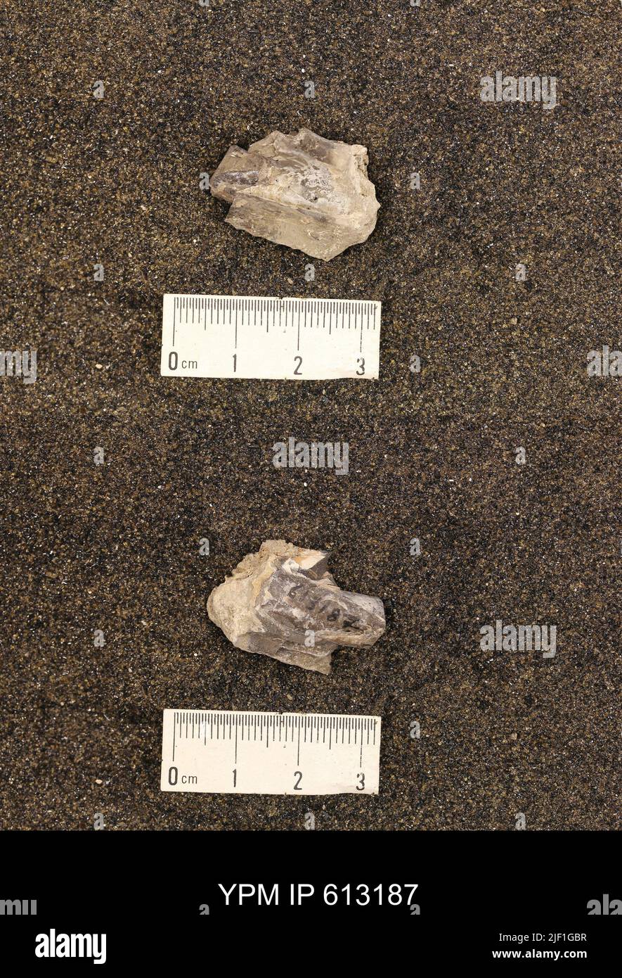 Baculites sp animalia hi-res stock photography and images - Alamy