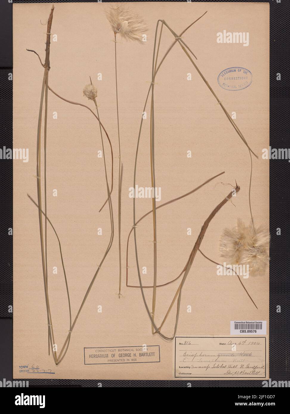 Neogloboquadrina incompta cifelli hi-res stock photography and images ...