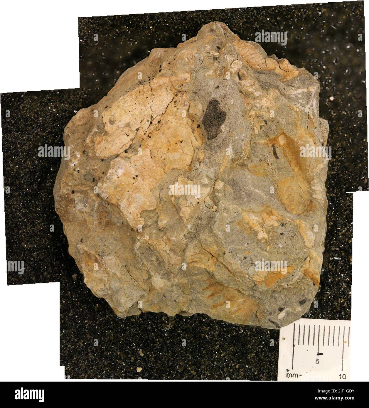 Cretaceous mollusks Cut Out Stock Images & Pictures - Alamy