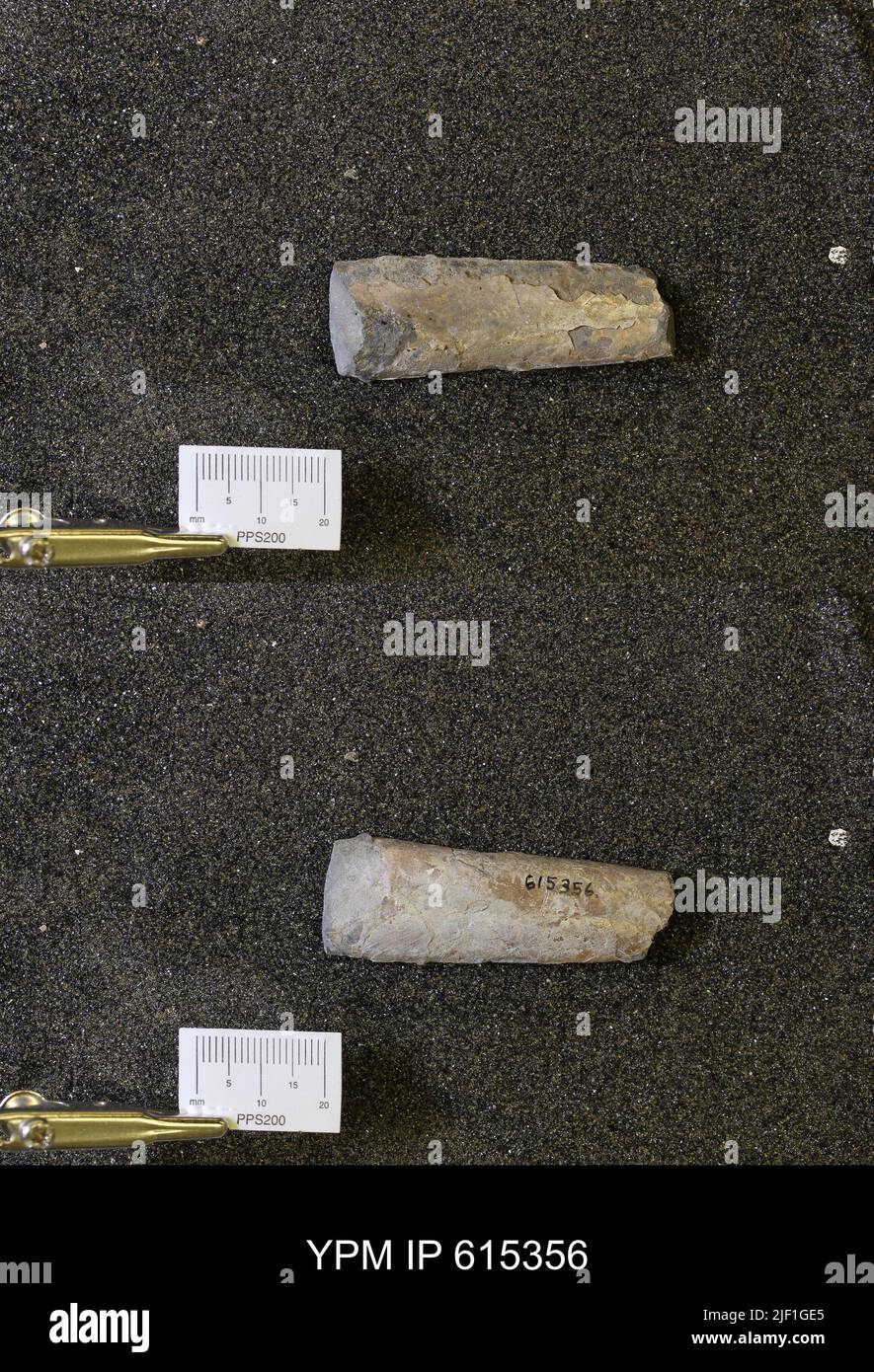 Baculites sp animalia hi-res stock photography and images - Alamy